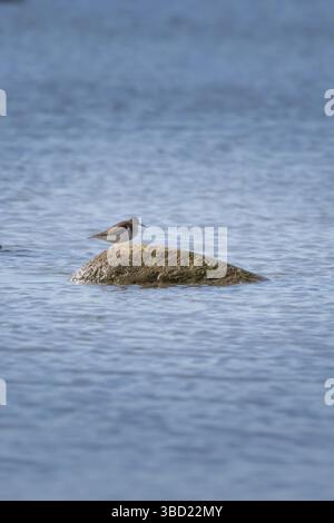 Common sandpiper, Actitis hypoleucos, resting lake shore with ...