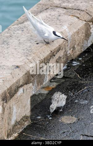 Black Naped Terns with Chick on a derelict per head in Tonga. Chicks ...