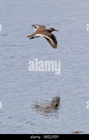 Common Sandpiper in flight Stock Photo - Alamy