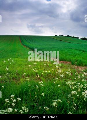 Medieval Open Field System Stock Photo - Alamy