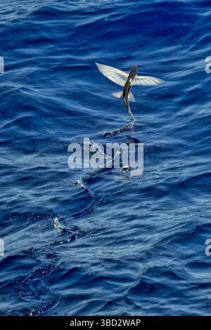 Flying fish (Exocoetidae) skim the water with their tails to continue ...