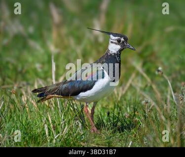 RSPB Loch Leven bird reserve Fife Scotland Stock Photo - Alamy