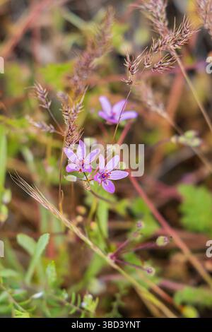 Tom McCall Preserve, The Dalles, Columbia River Gorge, Oregon. Spring ...