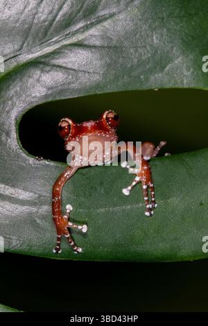 Cinnamon tree frog Stock Photo - Alamy