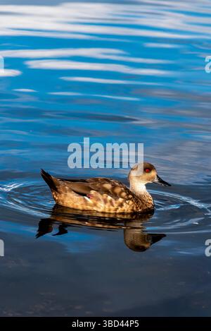Ducks at Land of Fire Islands. Beagle Channel. Ushuaia. The End of the ...