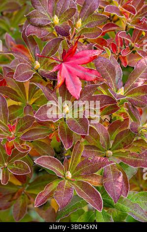 Frost on fallen Japanese Maple leaf Stock Photo - Alamy