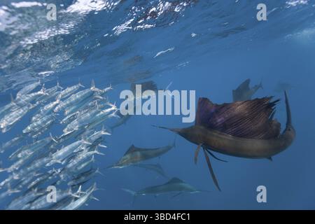 Atlantic grouper hunting sardines, Istiophorus albicans, Isla Mujeres ...