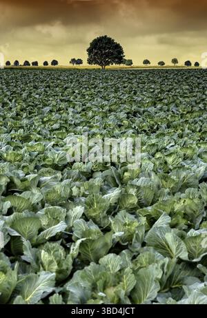 Cabbage field. Cultivation of cabbage in an open ground in the field ...