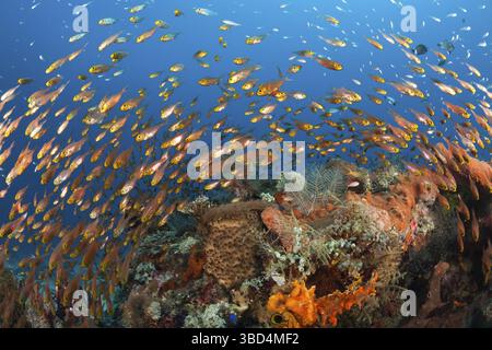 Glassfish in coral reef, Parapriacanthus ransonneti, Komodo National ...