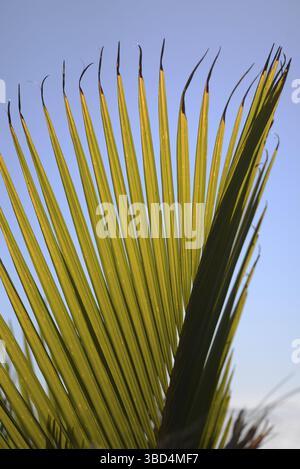 A nikau palm overlooks the Pacific Ocean near Point Elizabeth on New ...