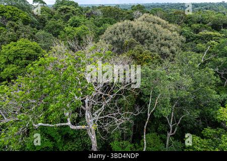 View from the tower of the Musa botanical garden. Manaus, Brazil ...