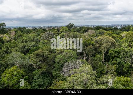 View from the tower of the Musa botanical garden. Manaus, Brazil ...