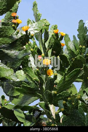 Cactus, Consolea macracantha, Cactaceae. Syn. Opuntia macracantha ...