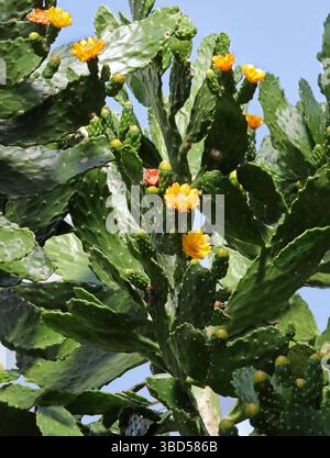 Cactus, Consolea macracantha, Cactaceae. Syn. Opuntia macracantha ...