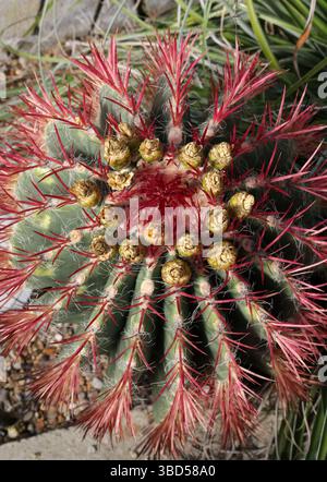 Mexican Lime Cactus (Ferocactus pilosus) barrel cactus blooming Stock ...