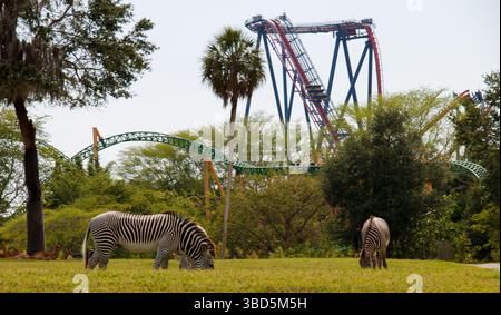 A Beautiful zebra and a roller coaster in Busch Gardens amusement park ...