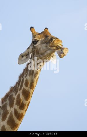 Giraffe (Giraffa camelopardalis) chewing, licking animal bone. Etosha ...