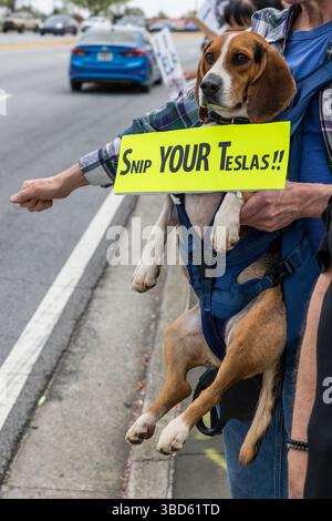 Duluth, GA / USA - March 29, 2025: Woman holds sign reading "Tesla ...