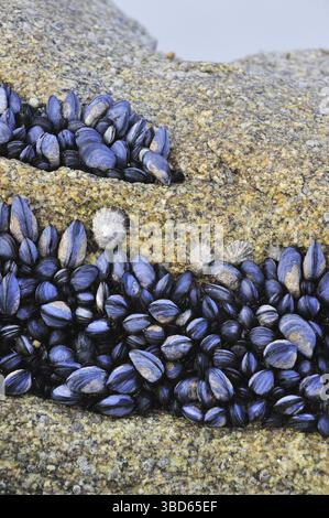 Common Mussels (Mytilus edulis) exposed on a rock Stock Photo - Alamy