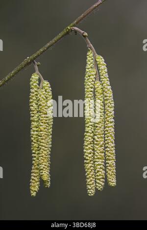 Close-up of a common hazel plant or Corylus heterophylla growing in a ...