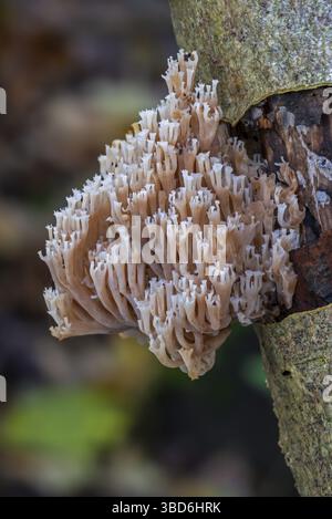 crown-tipped coral fungus (Artomyces pyxidatus Stock Photo - Alamy