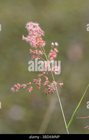 Natal grass (Melinis repens Stock Photo - Alamy