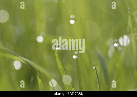 A closeup shot of a dew drop hanging from the grass Stock Photo - Alamy