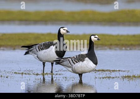 Barnacle geese in shallow water on the rocky shores of arctic sea near ...