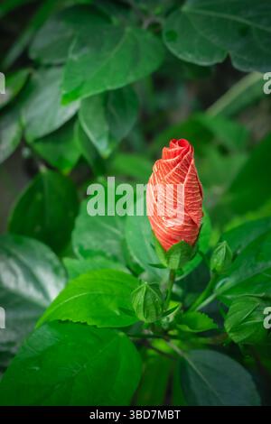 Closeup shot of rose buds Stock Photo - Alamy