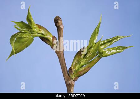 Hybrid Black-poplar (Populus × canadensis Stock Photo - Alamy