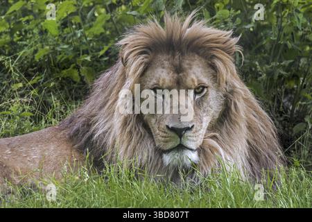 Barbary lion / North African lion / Berber lion / Atlas lion / Egyptian ...