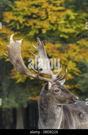 A close-up of the head of a male fallow deer in a zoo in Kronberg im ...