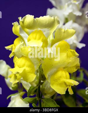 Antirrhinum majus flower close shot Stock Photo - Alamy