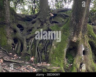 An image of an impressive wood texture Stock Photo - Alamy