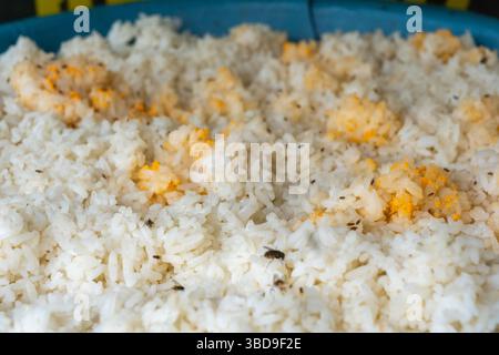 dry, stale rice swarmed by flies. Blue plate of rice with a yellow ...