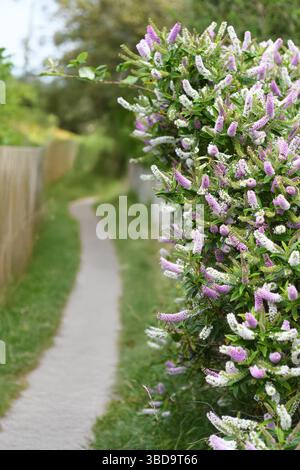 buddleia front of the house Stock Photo - Alamy