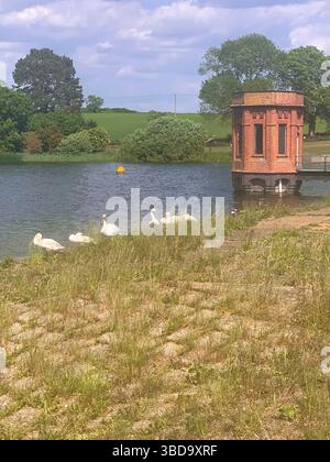 Northamptonshire Northampton lake water swan swans Sywell Country Park ...