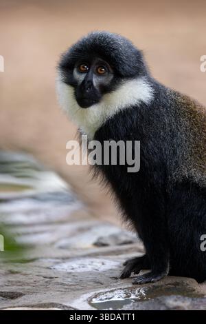 L'Hoest's monkey (Allochrocebus lhoesti), or mountain monkey, sitting ...