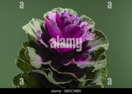 Dekorative cabbage flower brassica oleracea isolated on a white ...
