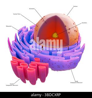 Nucleus Diagram 3d