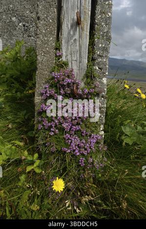 Wild thyme (Thymus praecox arcticus) photographed at Gufufoss ...