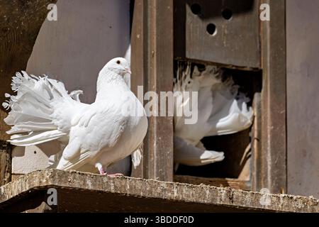 The white doves of the Wartburg castle Stock Photo - Alamy