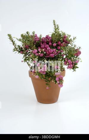 myrtle family (Myrtaceae Stock Photo - Alamy
