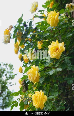 Amazing roses climbing rose bush on the green fence Stock Photo - Alamy