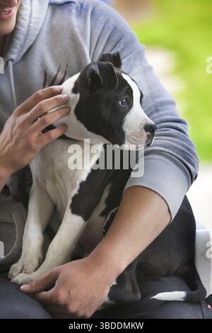 American pit bull. Thoroughbred dog. A breed for experienced dog ...