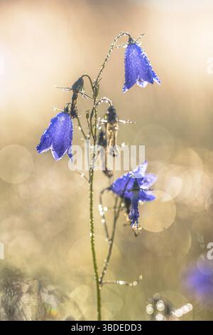 Harebell "Campanula rotundifolia" Bell shaped blue wild flower also ...