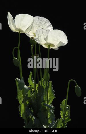 Capsule of red poppy Stock Photo - Alamy