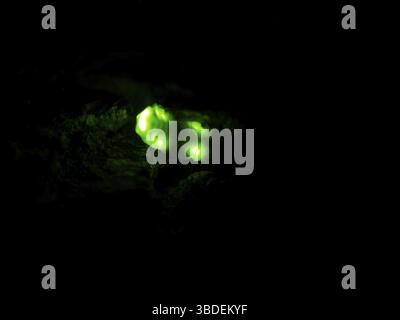 Small firefly (Lamprohiza splendidula Stock Photo - Alamy