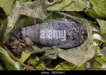 Blue underwing (Catocala fraxini), chrysalis Stock Photo - Alamy