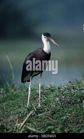 Wolly-necked stork (Ciconia episcopus) from Zimanga, South Africa Stock ...